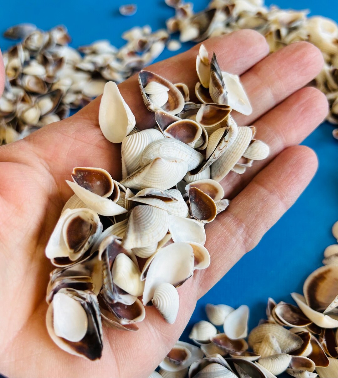 Vintage Pointed Clam Shells for Crafts, Shell Art, Ornaments, Shell ...