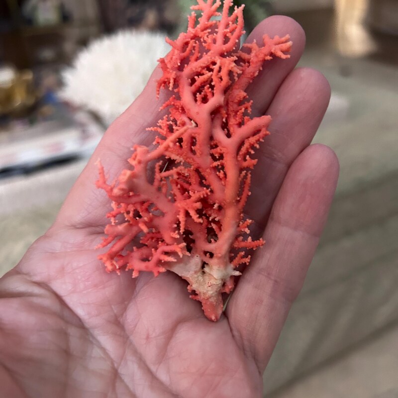 ShellandSeaCreations - Etsy