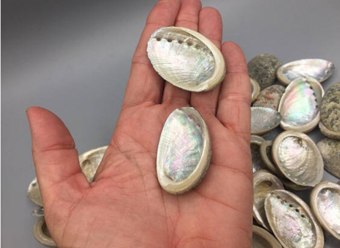 Oval abalone sea shells for crafts beach decor gift | Etsy