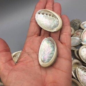 Oval Abalone Sea Shells for Crafts, Beach Decor, Gift, Collection ...
