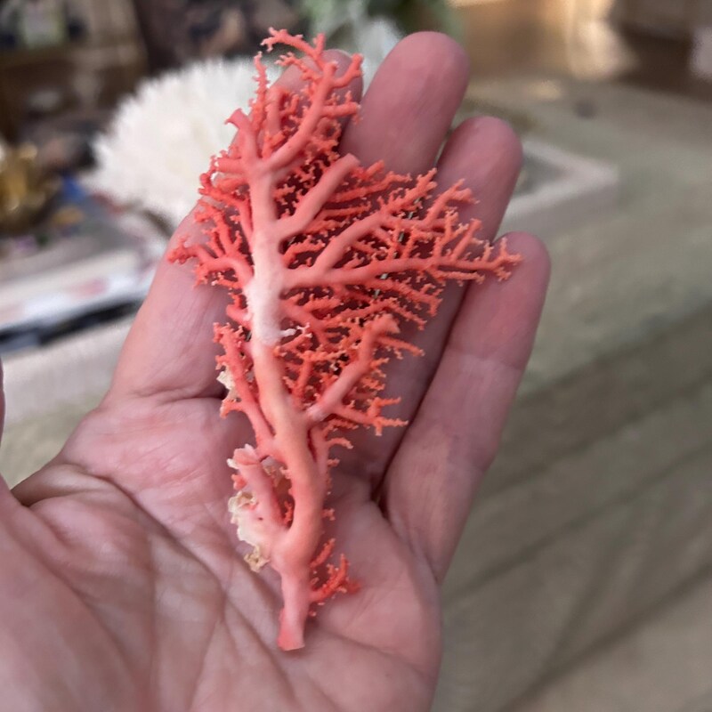 ShellandSeaCreations - Etsy