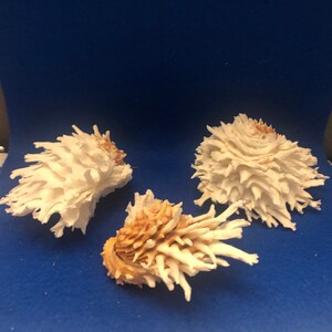 Chama Lazarus Jewel Box Pair for Shell Art, Artists, Crafts, Sailors ...