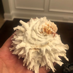 Chama Lazarus Jewel Box Pair for Shell Art, Artists, Crafts, Sailors ...