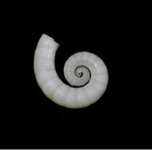 Spirula Spirula Shells for Sailors Valentines Shell Art - Etsy