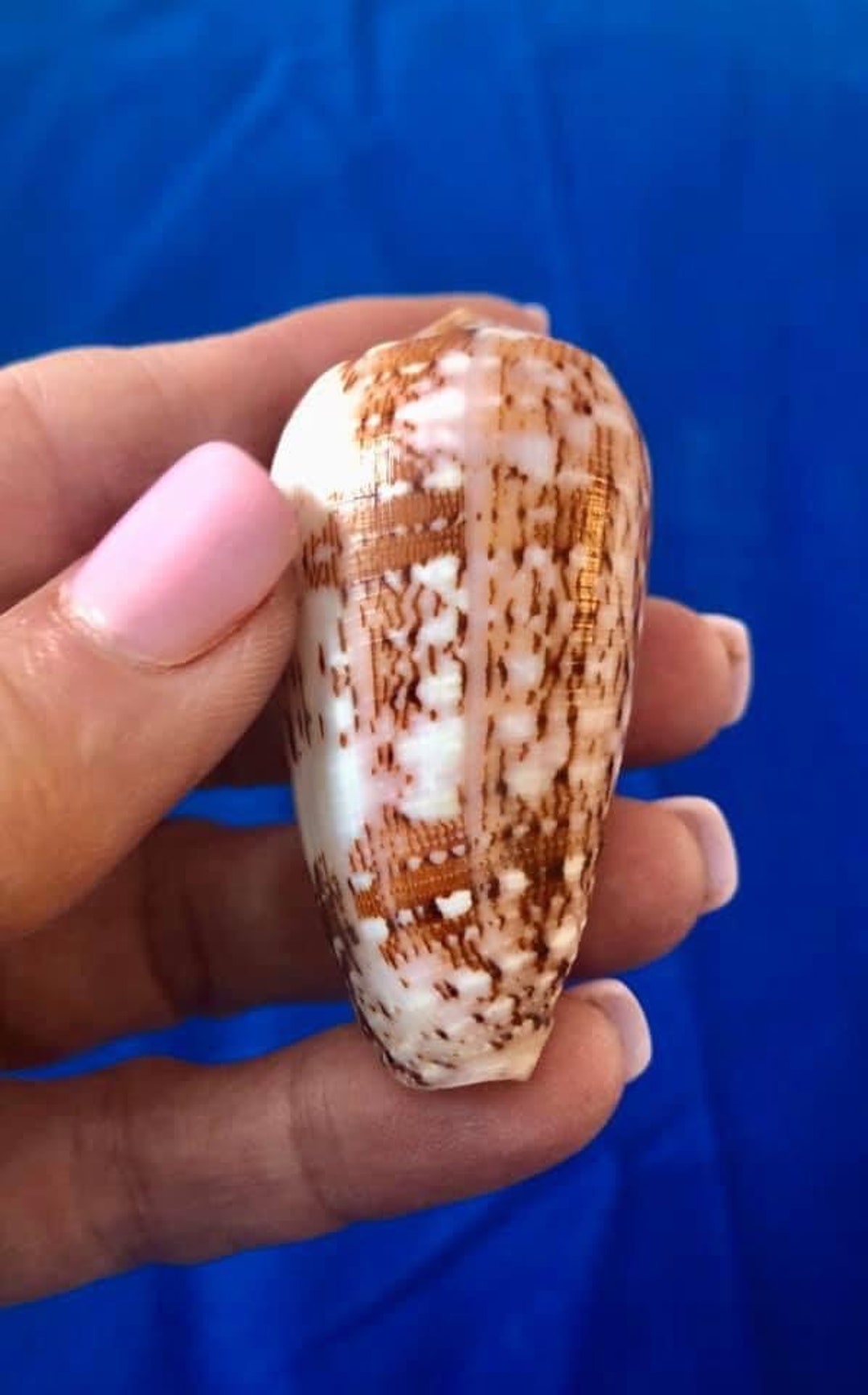 Conus Floccatus Specimen Seashell for Collection, Gift, Shell Art, Sailors Valentine, Decor ...