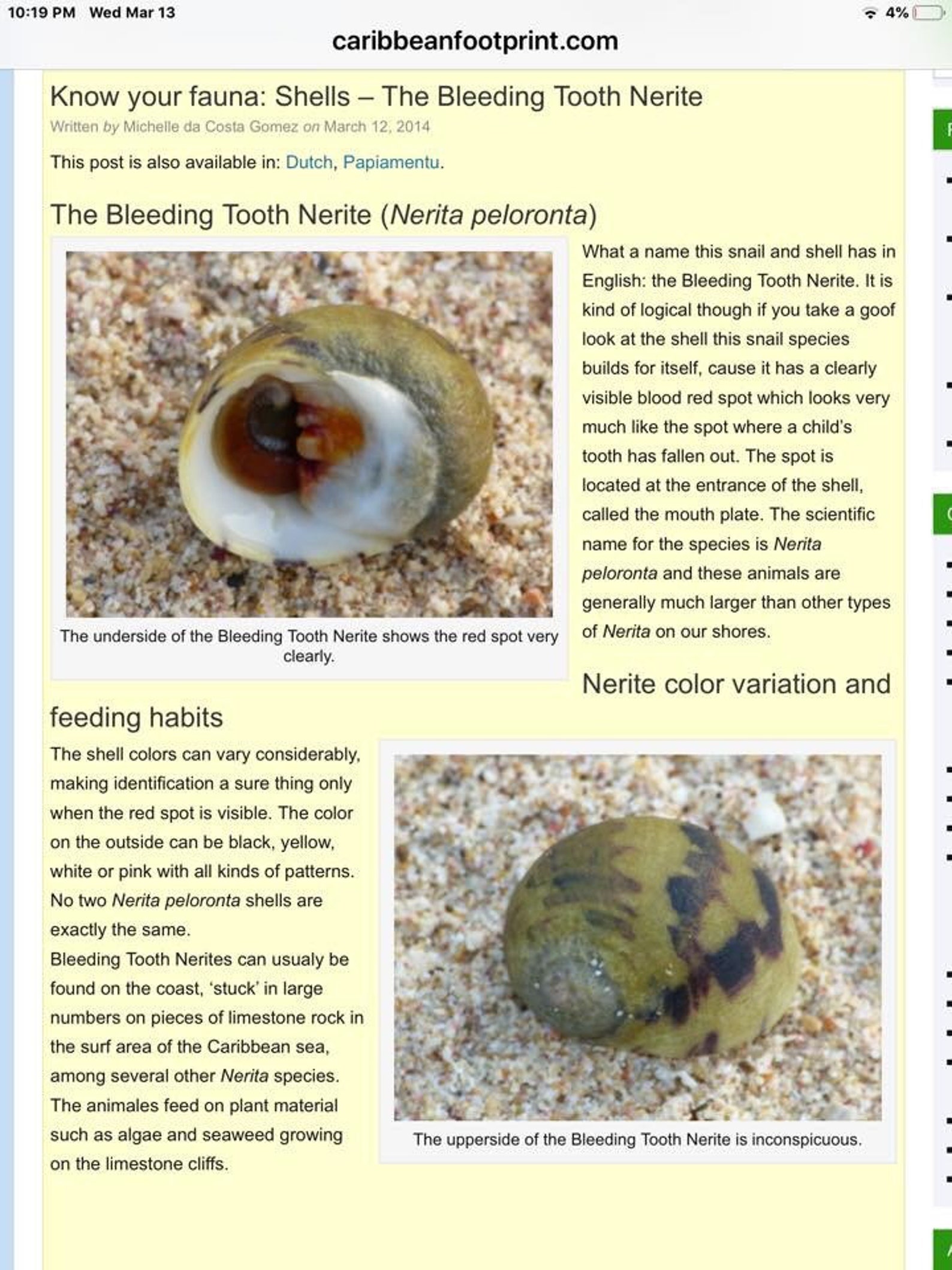 Bleeding Teeth Nerite Seashells for Crafts, Weddings, Favors, Gift ...