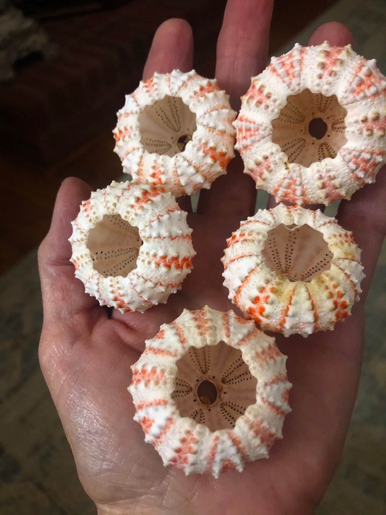 Deep Sea Urchin Coelopleurus Mailardi for Shell Artists - Etsy