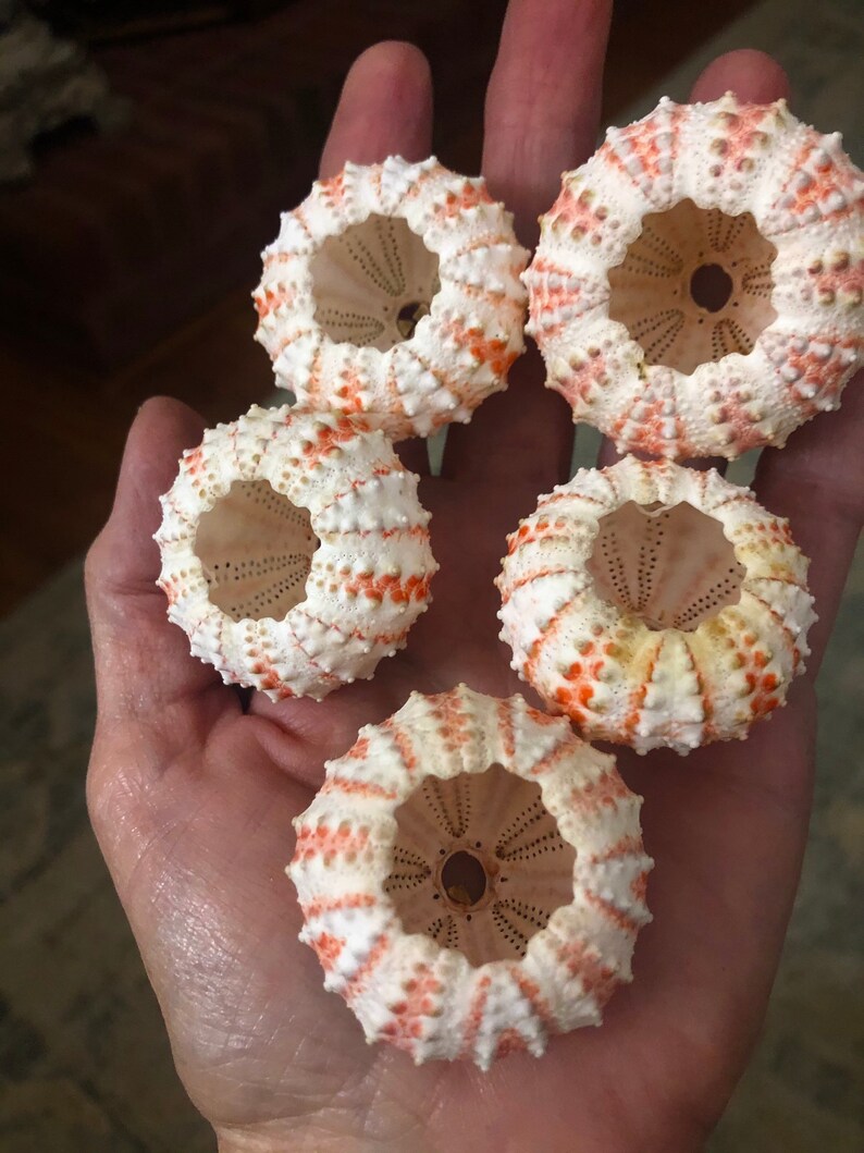 Deep Sea Urchin Coelopleurus Mailardi for Shell Artists | Etsy