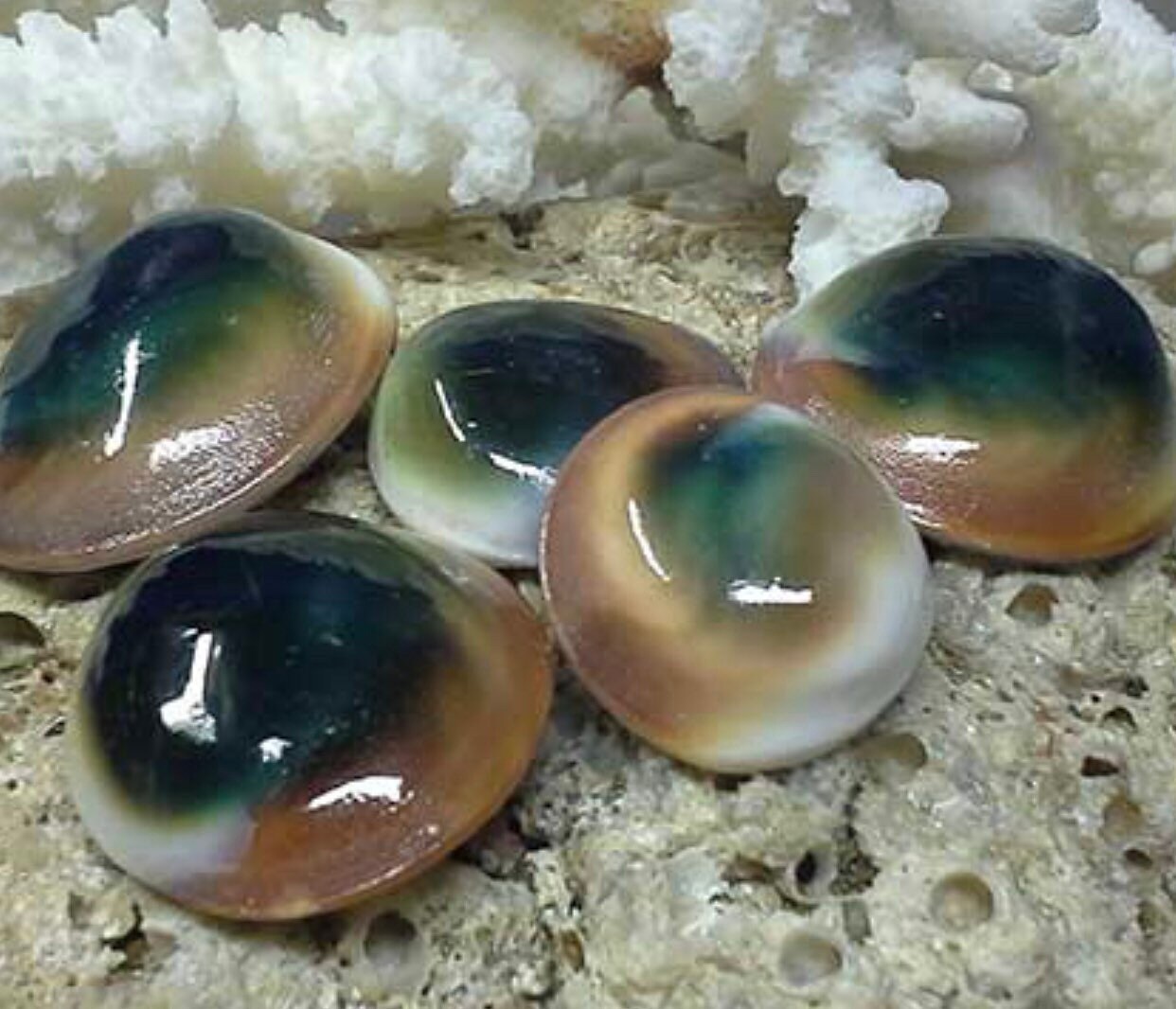 Green Turbo Operculum Cats Eye Shiva Shell for Crafts Shell - Etsy