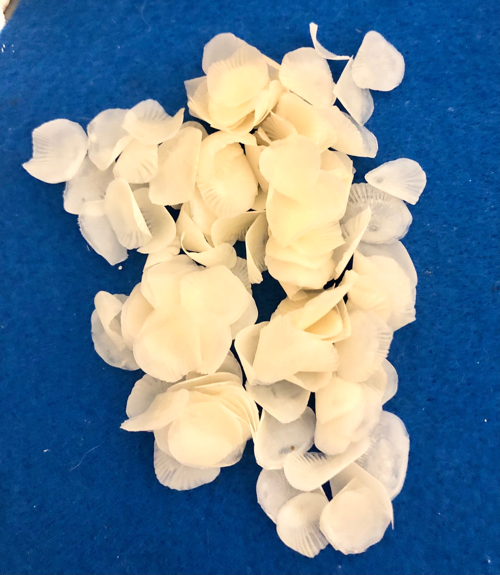 Fish Scales for Flower Making Seashell Artists Sailors | Etsy