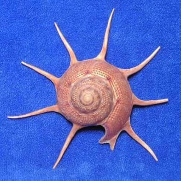 Operculum Shell - Etsy