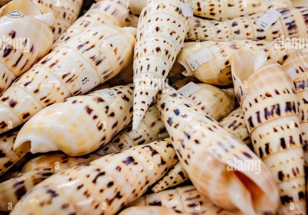 Terebra Maculata Shells for Shell Art, Sailors Valentines, Collections ...