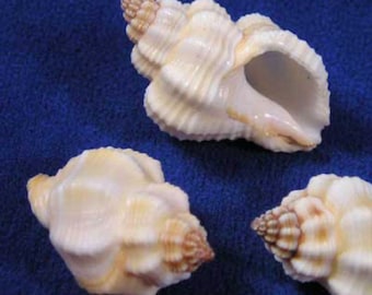 Spirula Spirula Shells for Sailors Valentines, Shell Art, Collections ...
