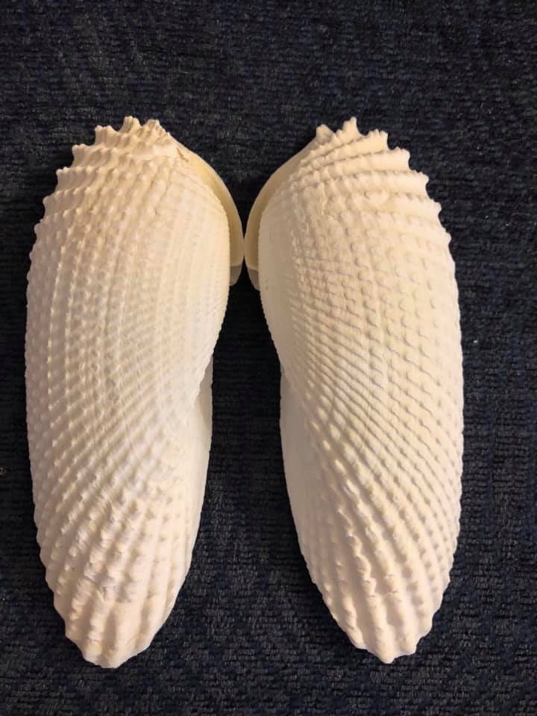 White Angel Wing Seashell MATCHING SETS for Crafts, Home Decor ...