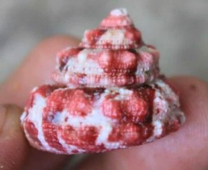 Set of 2 TROCHUS FERREIRAI Top Shells-very Unique! for Crafts, Home ...