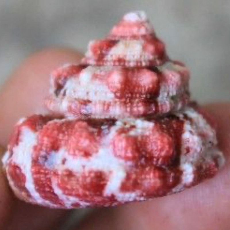 Trochus Shell - Etsy