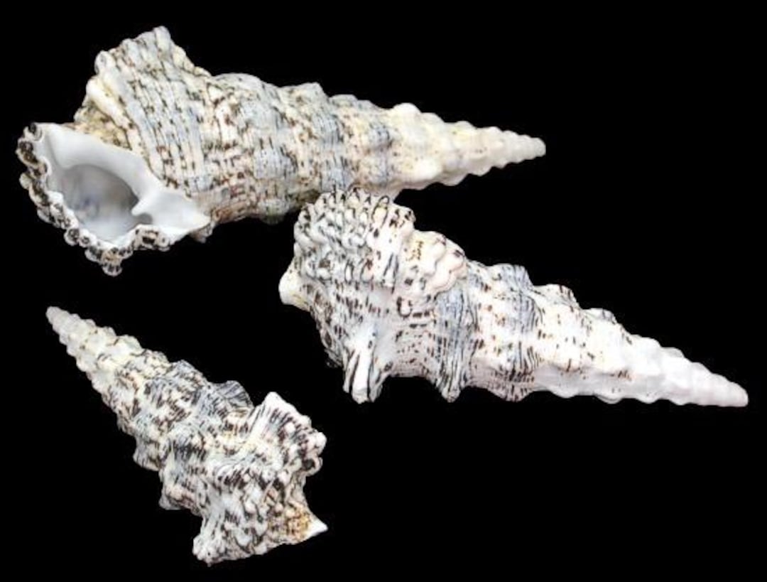 Knobby Cerith Seashell for Home, Crafts, Shell Art, Decor, Weddings ...