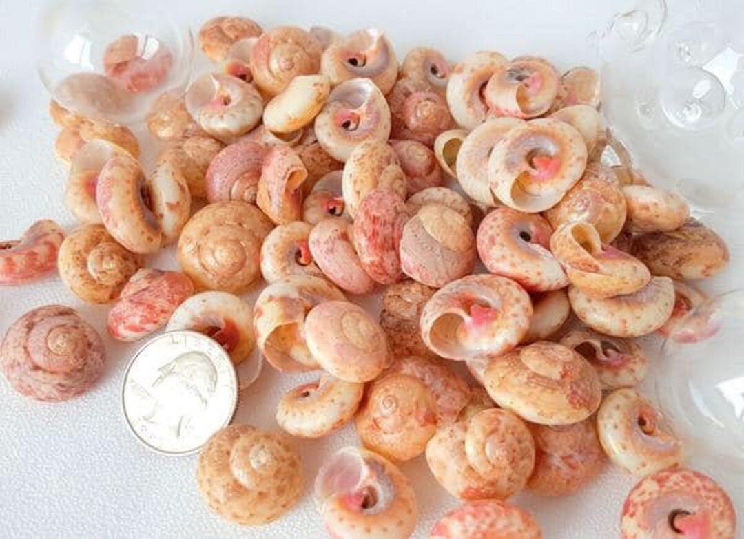 Umbonium Guamensis Shells for Shell Art, Sailors Valentines, Crafts ...