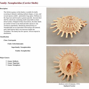 Starburst Carrier Shell (stellaria Solaris) for Coastal Home Decor ...