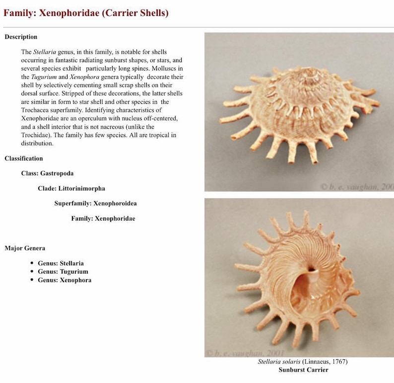 Starburst Carrier Shell stellaria Solaris for Coastal Home - Etsy