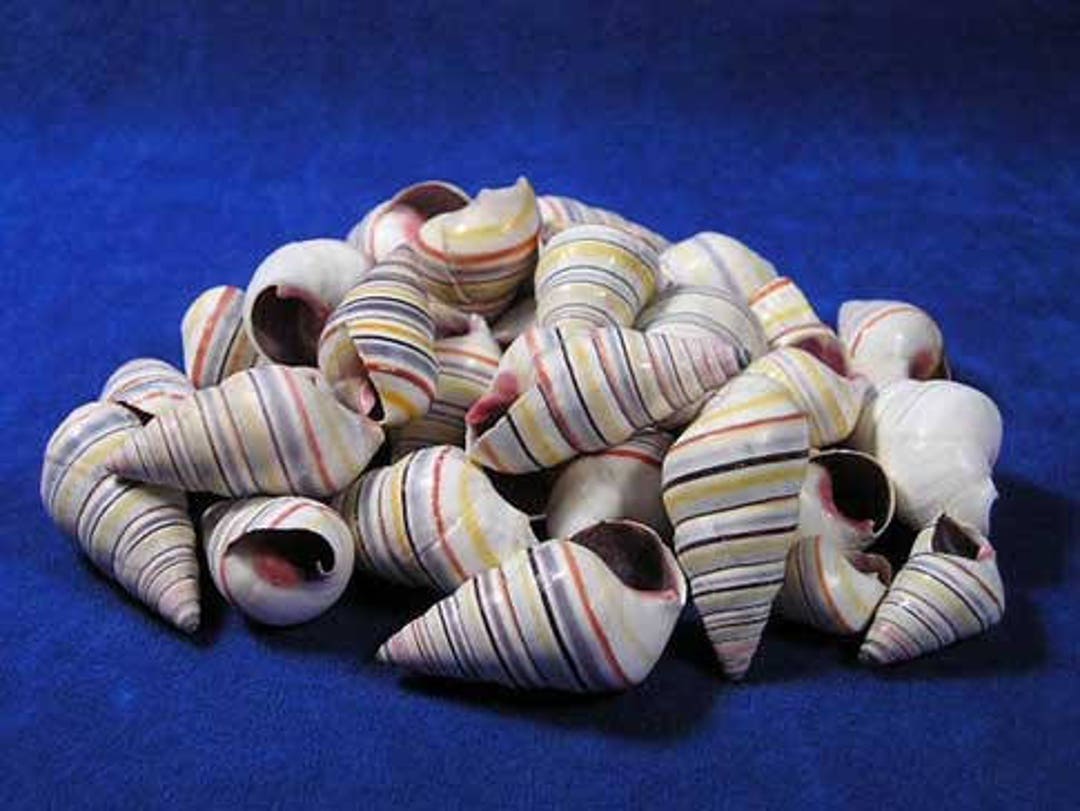 Haitian Candy Seashells for Sailors Valentines, Shell Art, Crafts ...