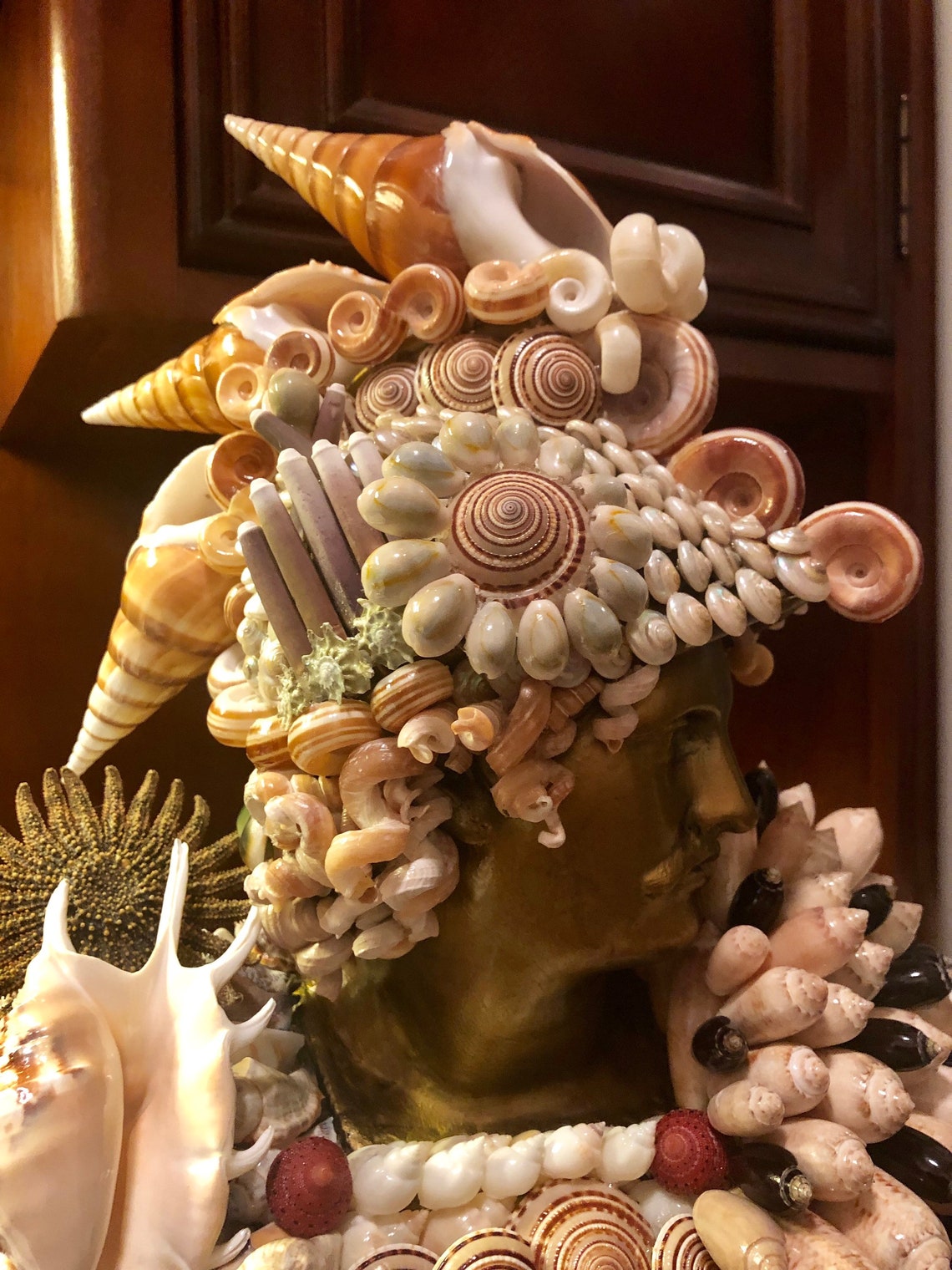 FREE SHIPPING Sundial Seashells for Shell Art Sailor's - Etsy