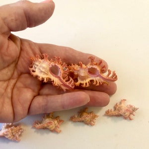 Specimen Pink Pendant Murex Seashell for Seashell Collectors ...