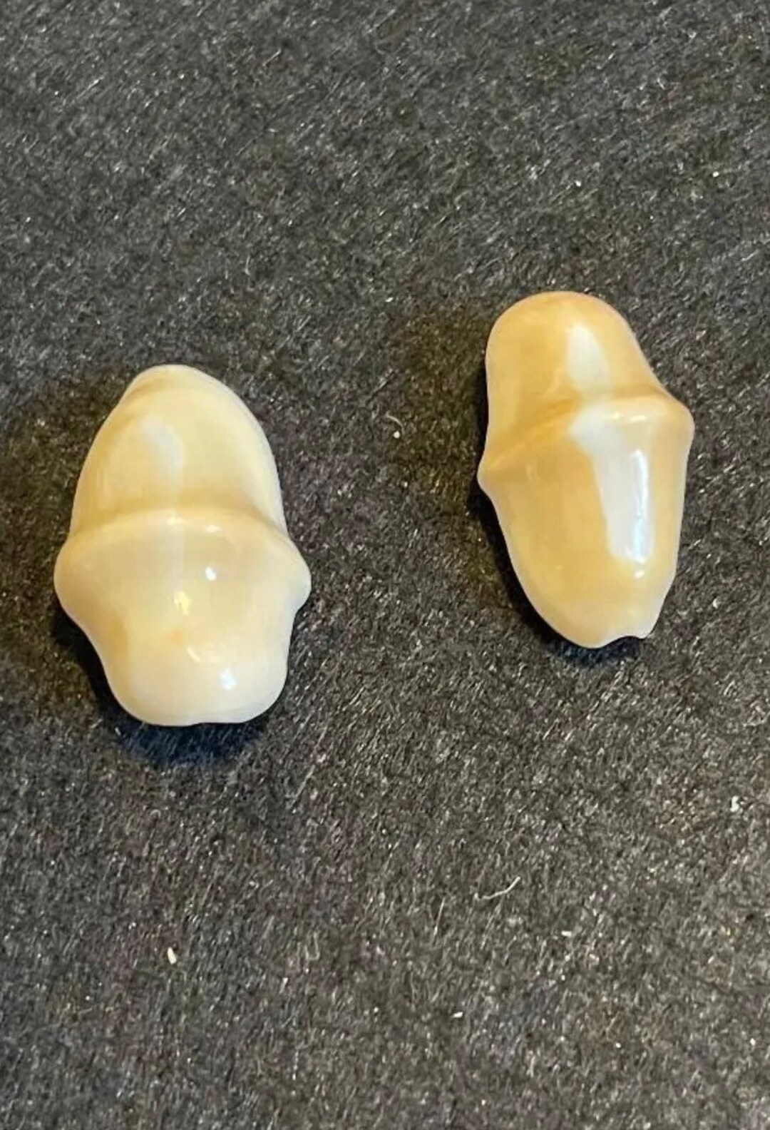 Rare Vintage Flamingo Tongue Seashells (cyphoma Gibbosum), Set of 2 ...