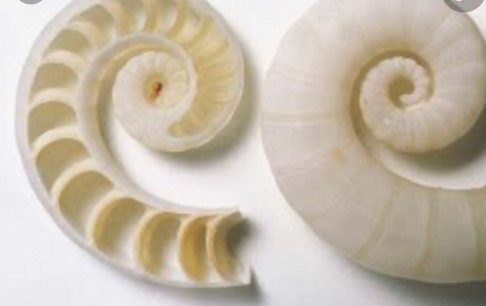 Spirula Spirula shells for sailors Valentines shell art | Etsy