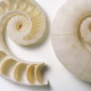 Spirula Spirula Shells for Sailors Valentines Shell Art - Etsy