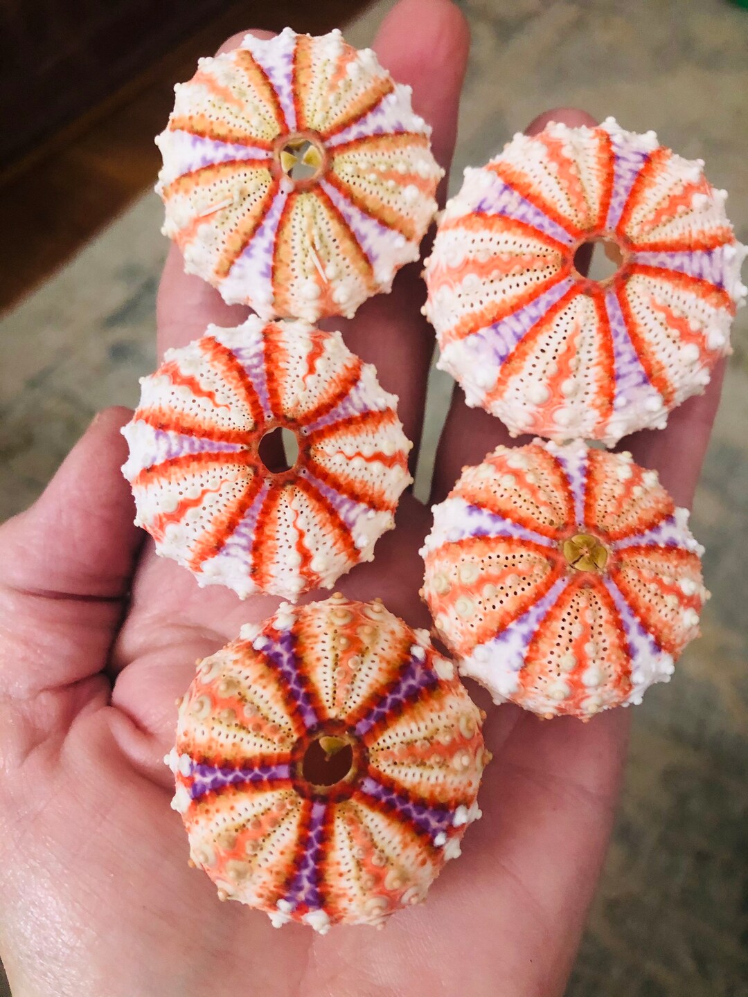 Deep Sea Urchin, Coelopleurus Mailardi, for Shell Artists, Sailors ...