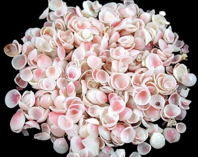 Spirula Spirula Shells for Sailors Valentines, Shell Art, Collections ...