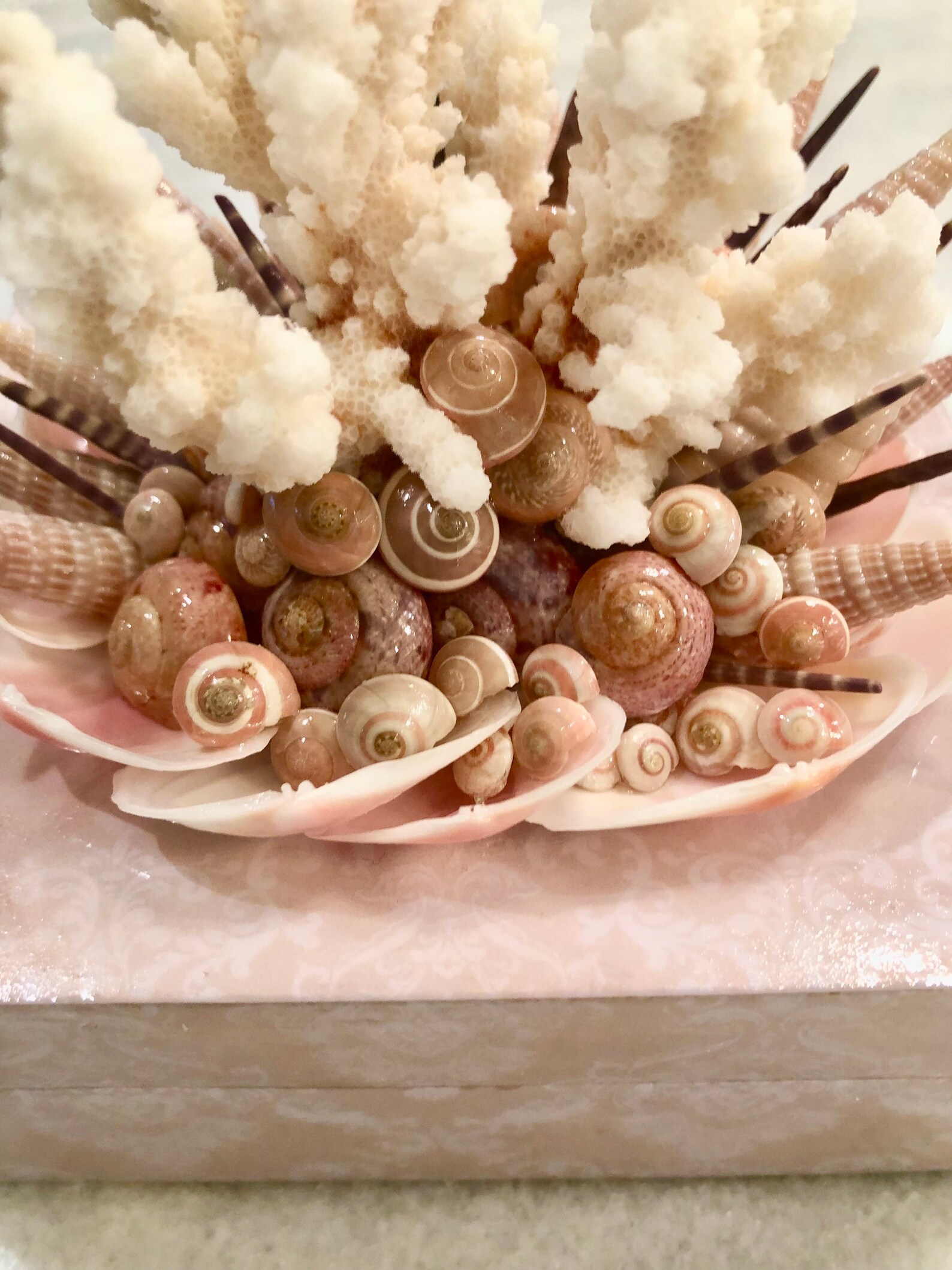 FREE SHIPPING Rose Tellin Sea Shells for Crafts Beach Decor - Etsy