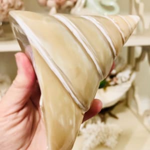 Pearled Trochus Niloticus Top Shell. for Collectors, Gift, Wedding ...