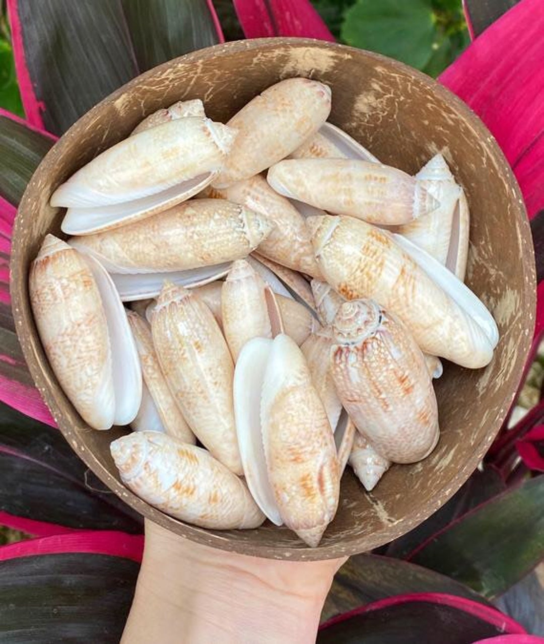 Set of 20 Lettered Olive Seashells 1-2 1/2 Inches Each for - Etsy