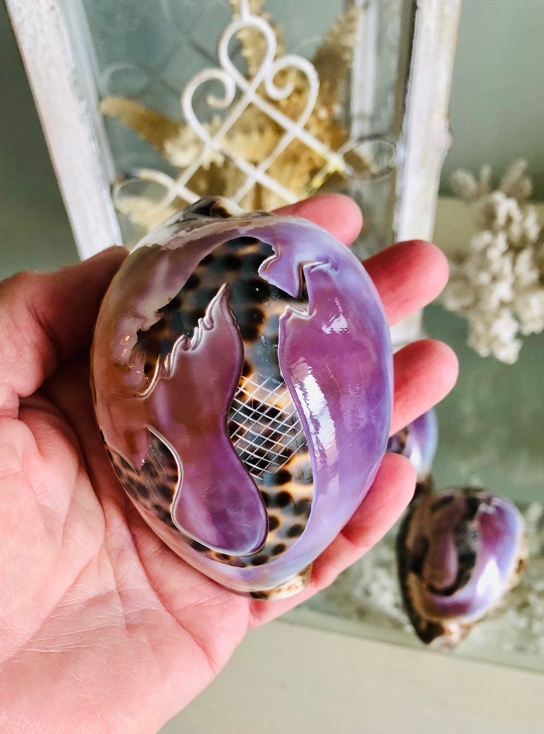 Clearance-mermaid Carved Cowrie Shell for Collections, Decor, Gift and ...