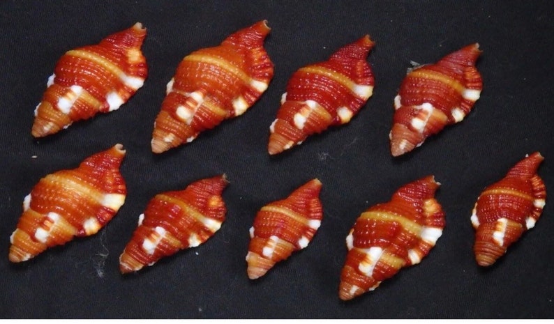 Robin Redbreasted Triton Seashell, Cymatium Rubeculum, for Shell Art ...