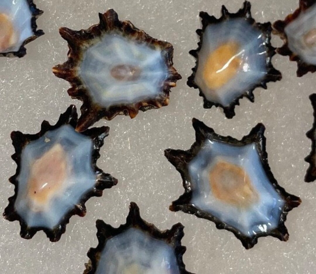Rare Small Patella Longicosta Limpets for Sailors Valentines, Shell Art ...