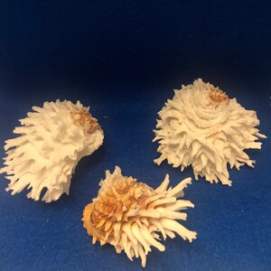 Chama Lazarus Jewel Box Pair for Shell Art, Artists, Crafts, Sailors ...