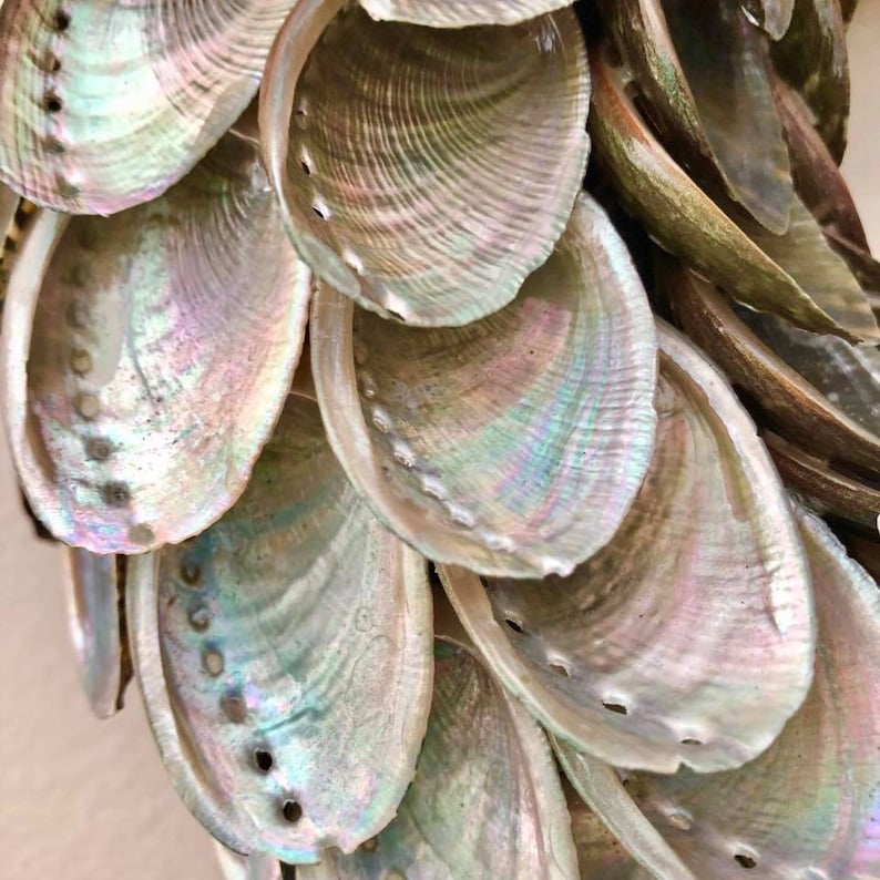 Oval Abalone Sea Shells for Crafts Beach Decor Gift - Etsy