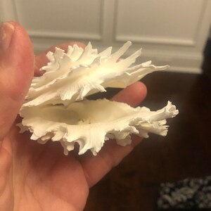 Chama Lazarus Jewel Box Pair for Shell Art, Artists, Crafts, Sailors ...