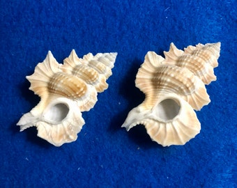 Lions Paw Shell nodipectin Nodosus for Shell Art, Sailors Valentines ...