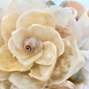 Small Shark Eye Shells for Crafts, Shell Art, Sailors Valentine ...