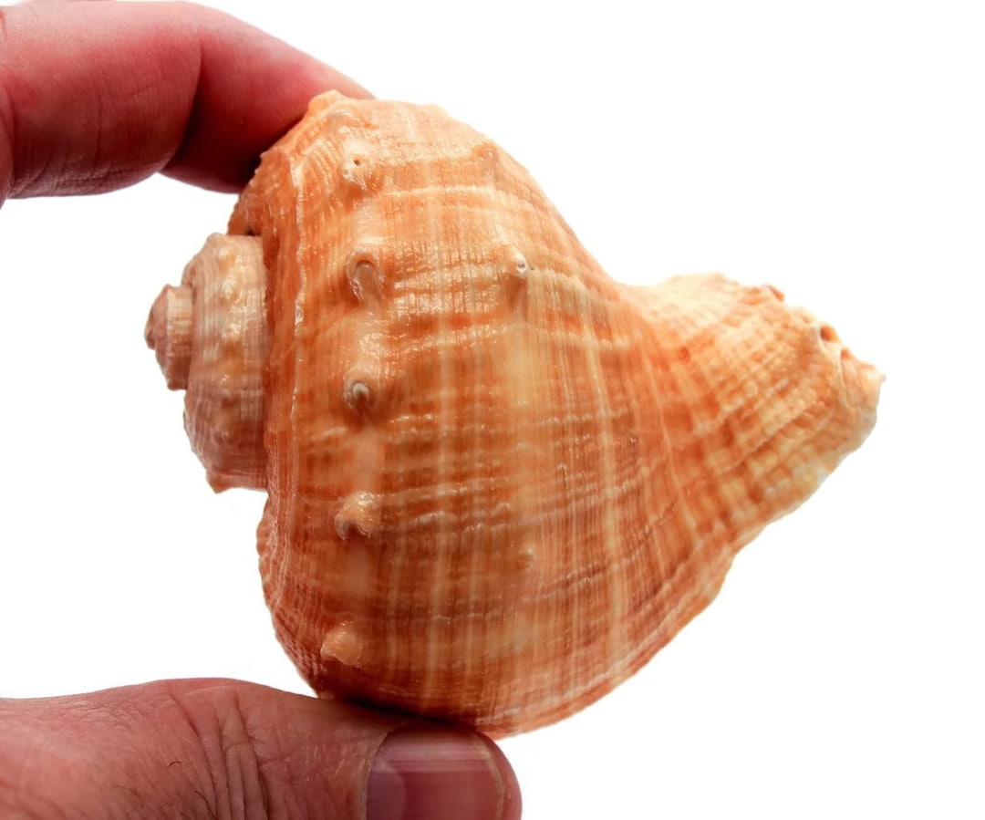 Rapana Whelk Seashells for Crafts, Shell Art, Collections, Home Decor ...