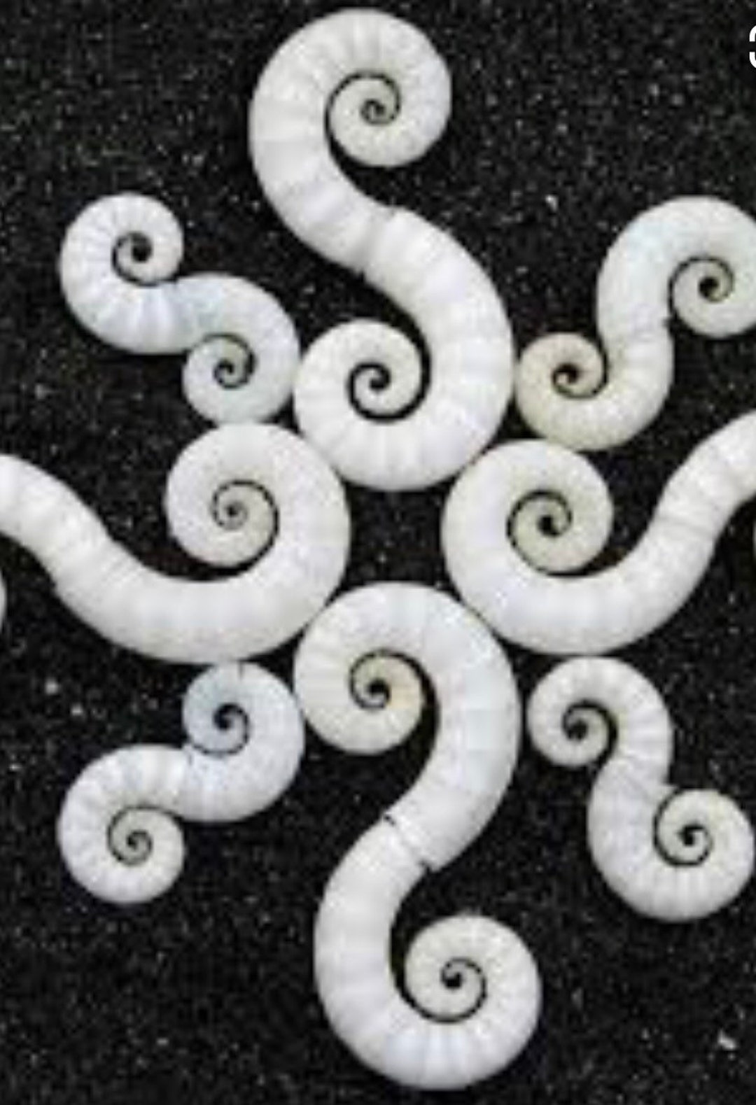 Spirula Spirula Shells for Sailors Valentines Shell Art - Etsy