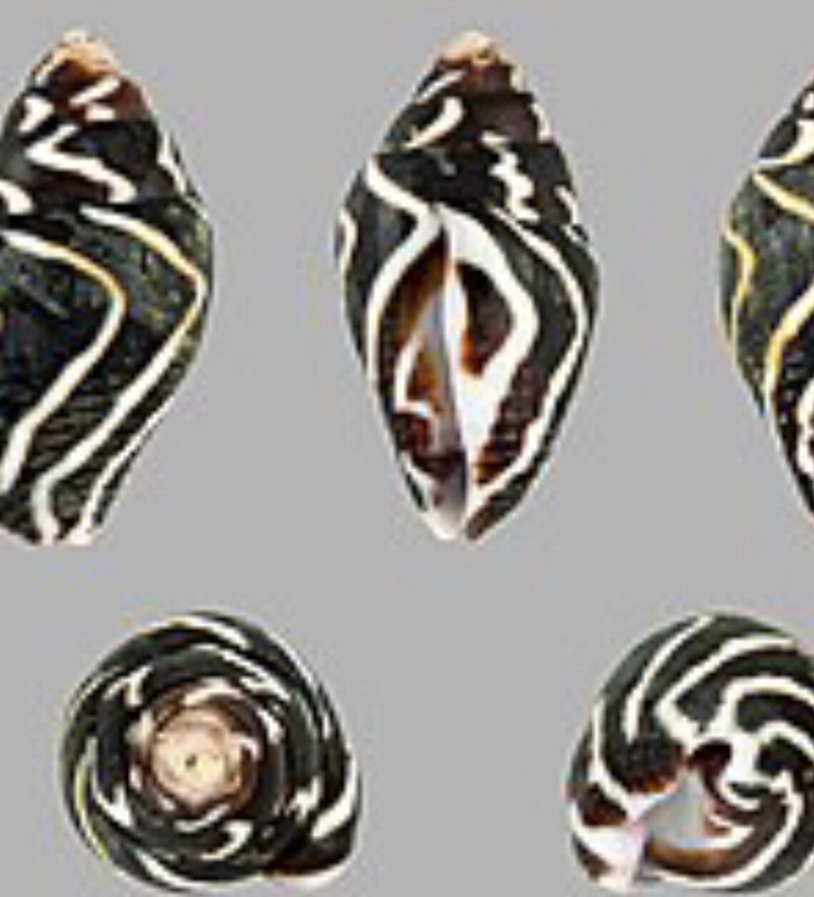 FREE SHIPPING, Lightening Dove Shells, (pyrene Shells), for Crafts ...