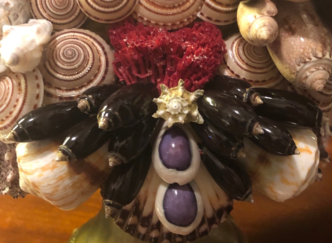 FREE SHIPPING Sundial Seashells for Shell Art Sailor's - Etsy