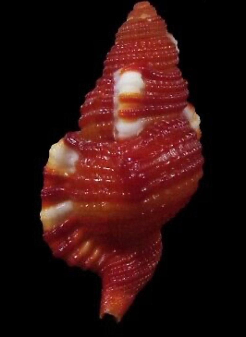 Robin Redbreasted Triton Seashell, Cymatium Rubeculum, for Shell Art, Collections, Sailors ...