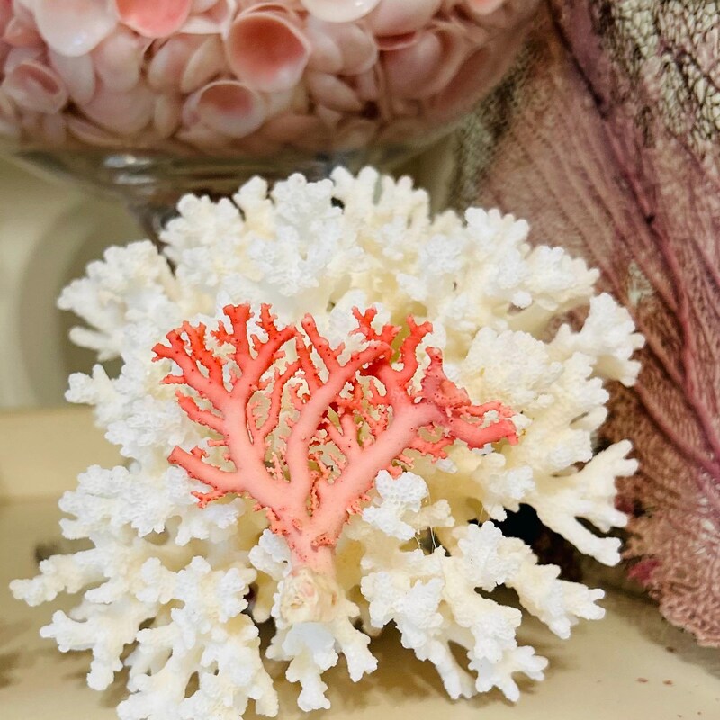 ShellandSeaCreations - Etsy