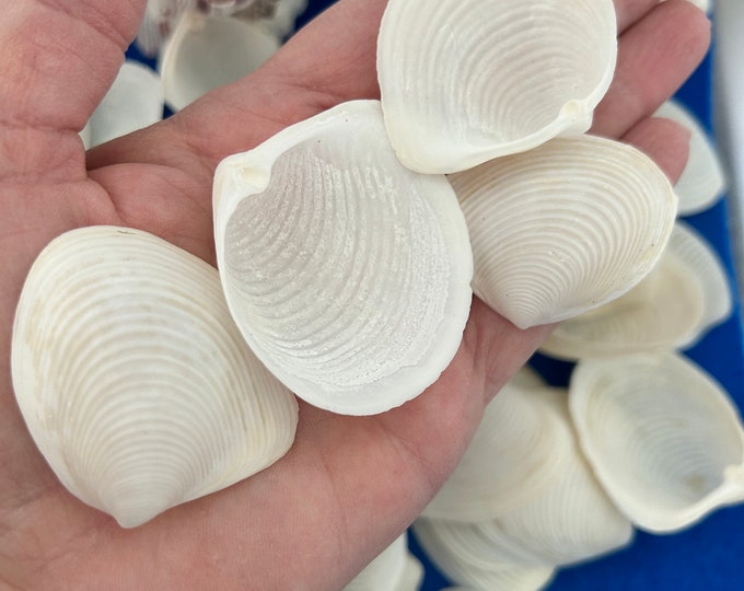 Sanibel Channeled Duck Clam Shells, Raeta Plicatella, for Crafts, Shell ...